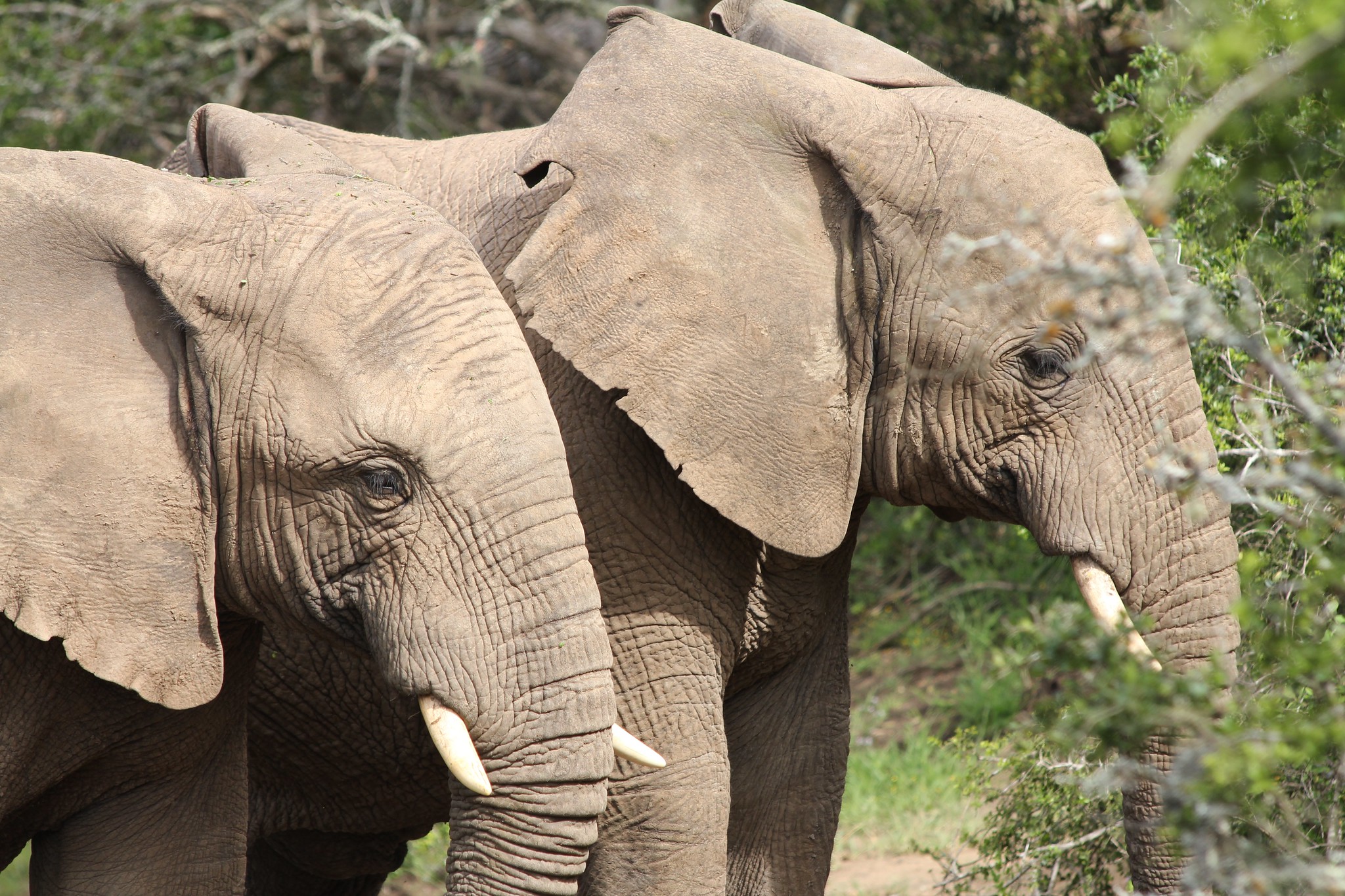 Hunting Trophy Bans Risk Undermining '30x30' and African Wildlife ...